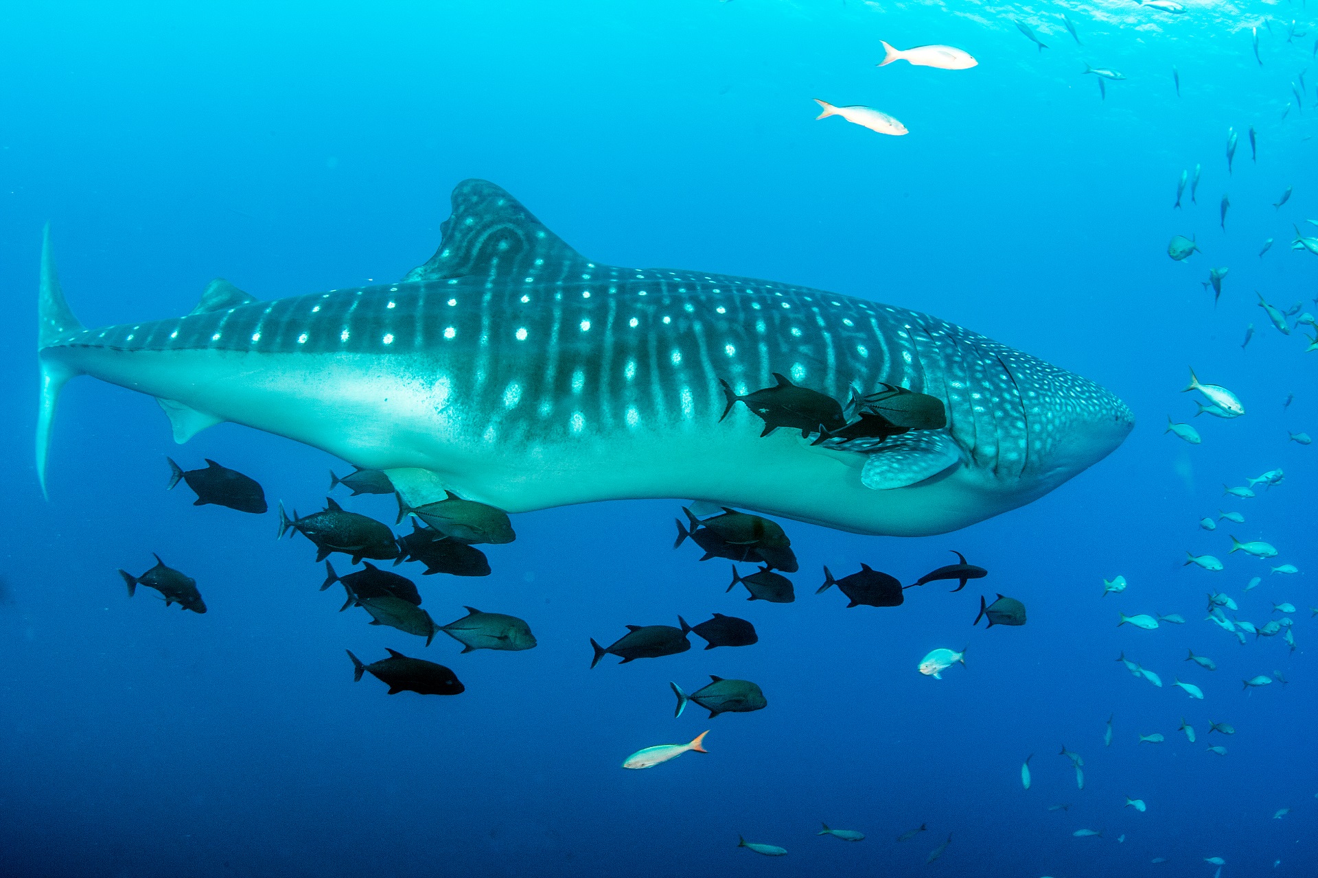 The Best Shark Diving Destinations In The World • Travel Tips