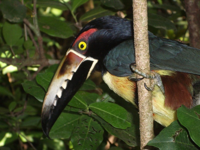 Bird Watching In Costa Rica Guide • Travel Tips