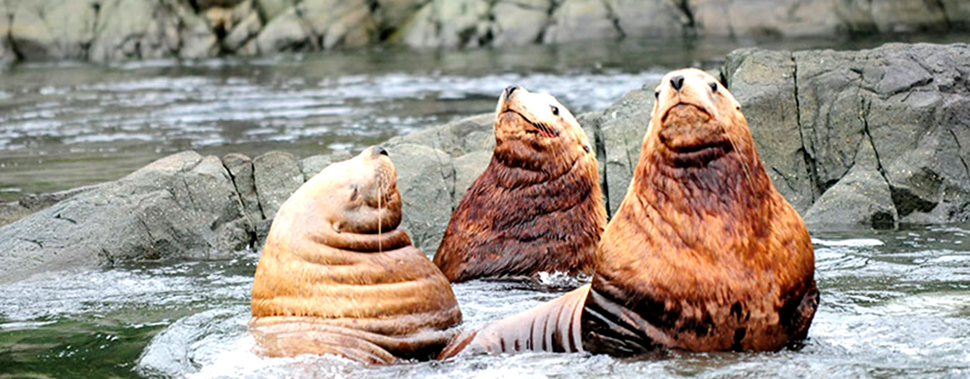 Best Wildlife Watching Spots In British Columbia • Travel Tips