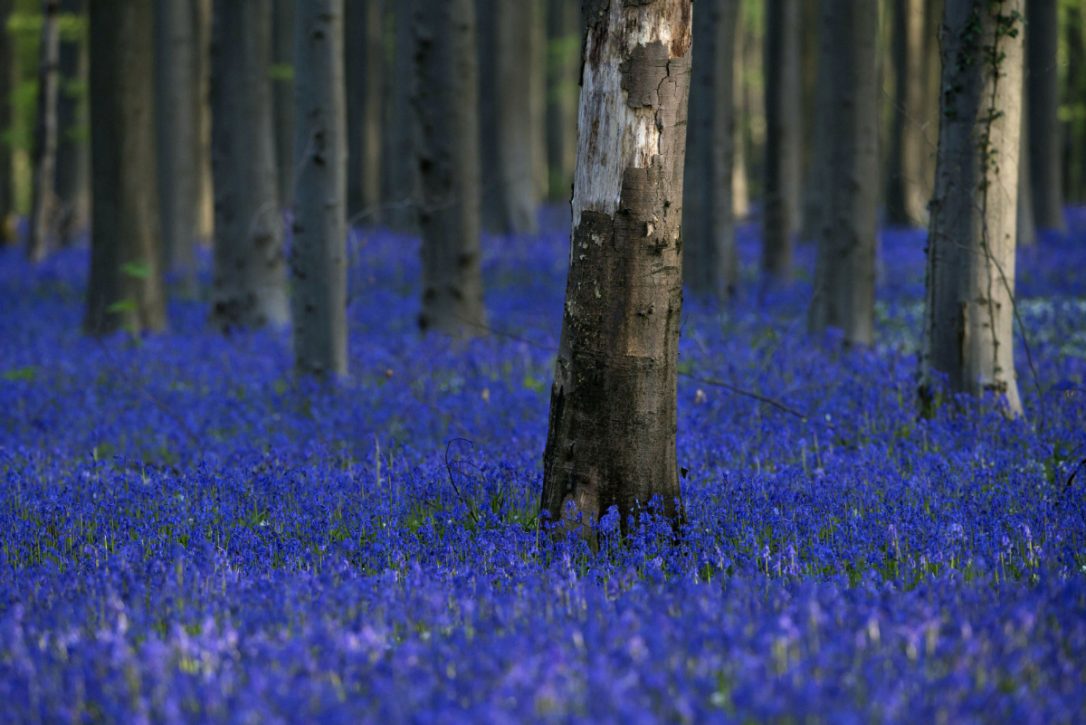 The Most Amazing Forests You Can Find In The World • Travel Tips