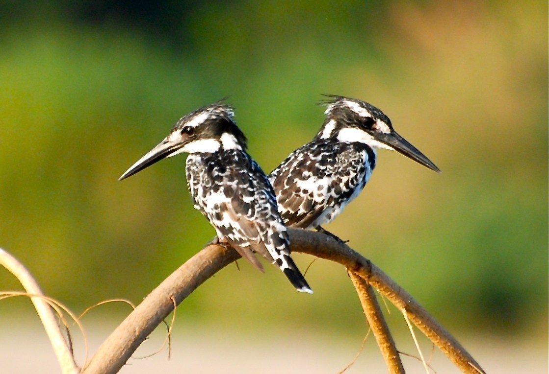 Africa's Best Bird Watching Destinations For The Eager Travelers ...