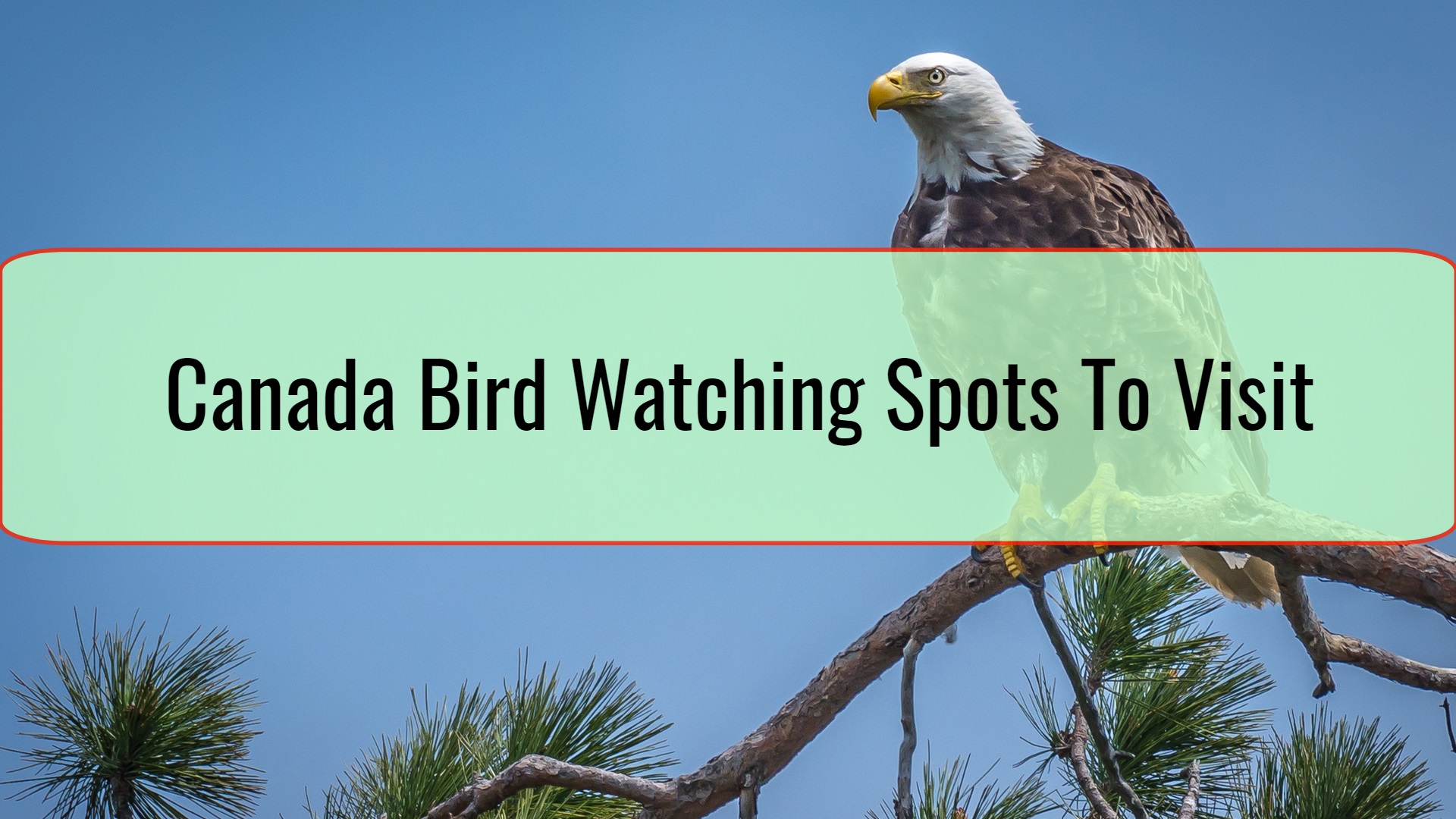Canada Bird Watching Spots To Visit • Travel Tips