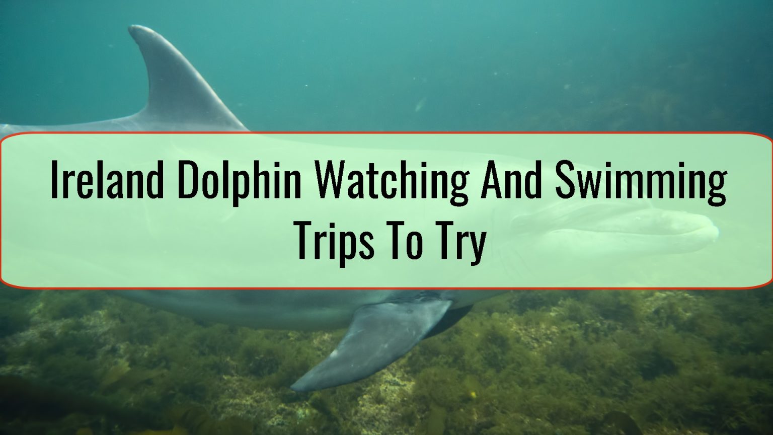 Ireland Dolphin Watching And Swimming Trips To Try • Travel Tips