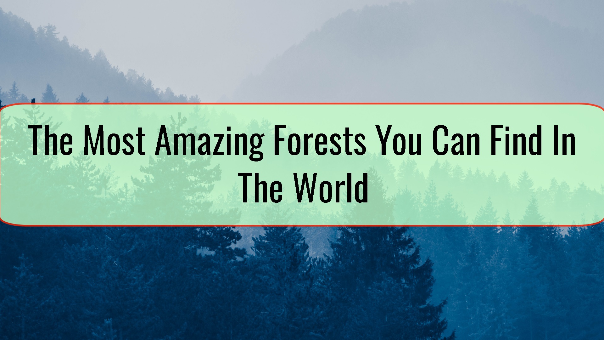 The Most Amazing Forests You Can Find In The World • Travel Tips